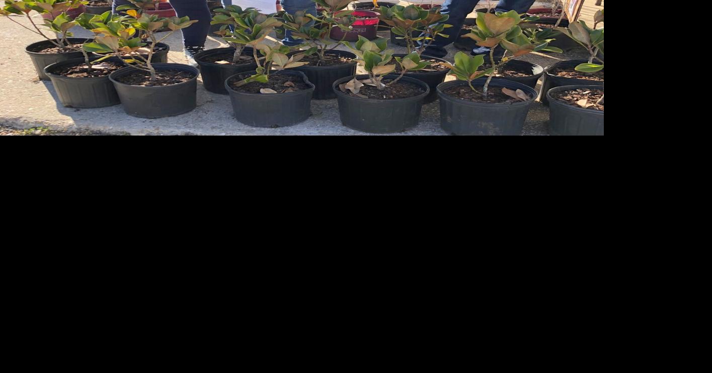 100 free trees picked up by Hammond residents thanks to grant ...