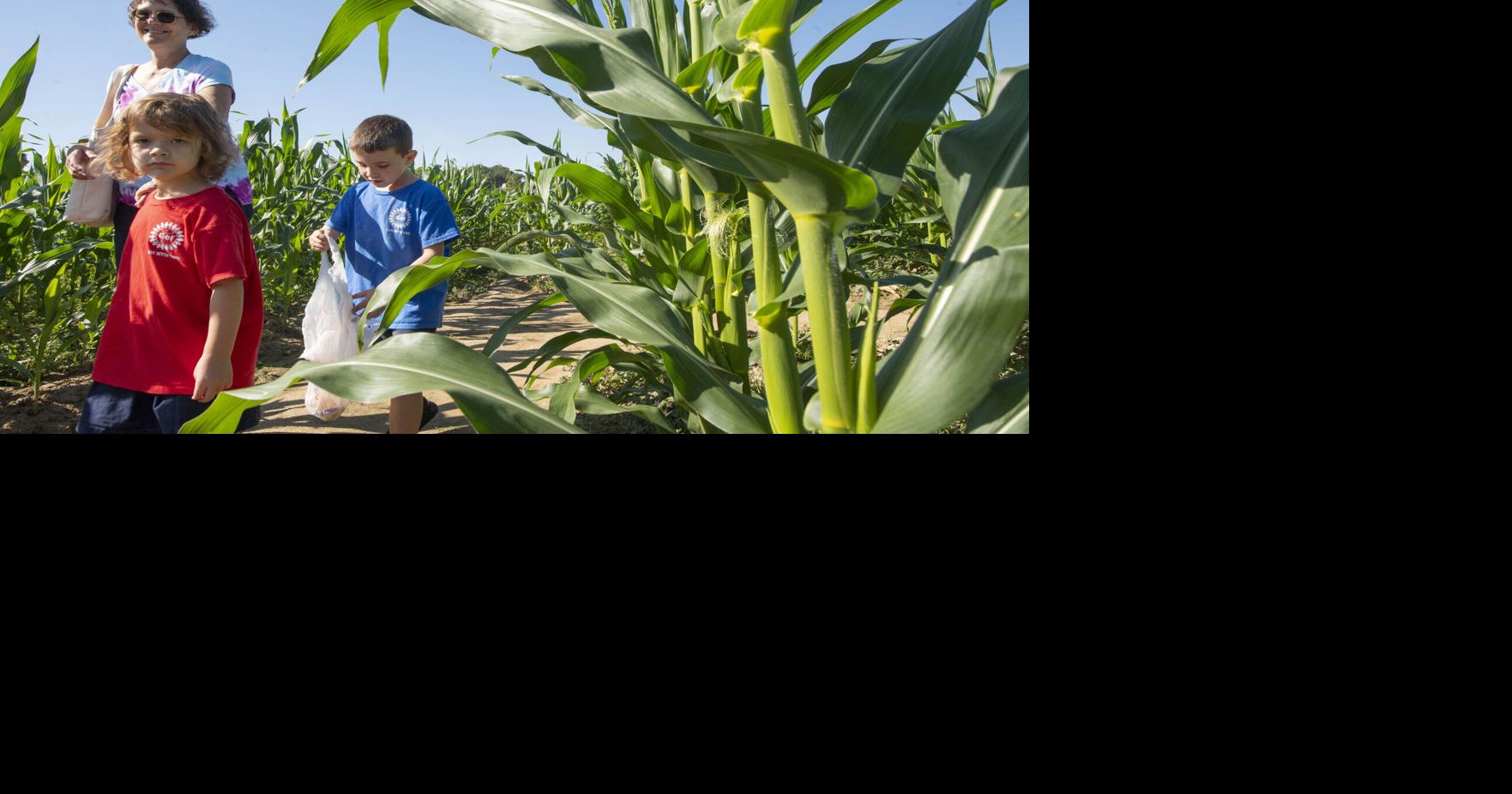 Photos: LSU AgCenter's Corn Maze at Burden offers fall fun activities ...