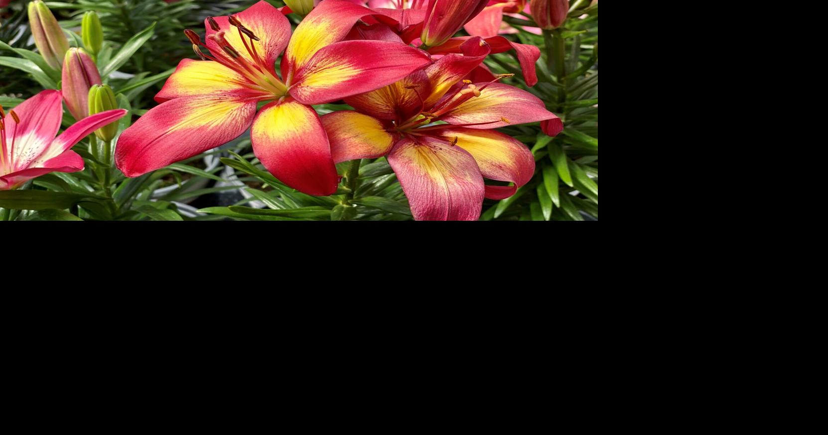 LSU Garden News: Lilies a symbol of springtime beauty | Entertainment ...