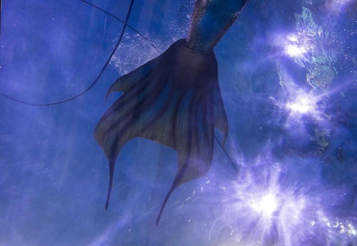 PHOTOS: Mermaids Inhabit Audubon Aquarium of the Americas | Multimedia ...