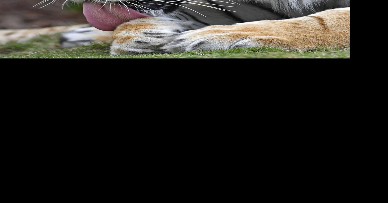 We know who the real 'Tiger King' is. See what Mike VII's up to on LSU ...