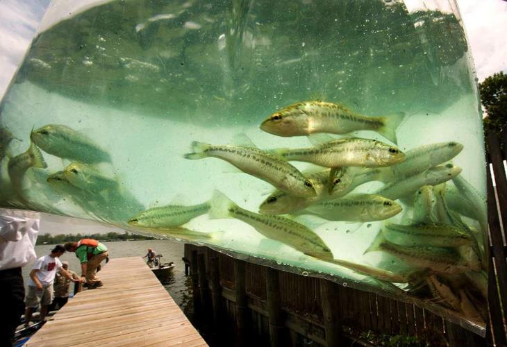 6,000 bass fingerlings introduced into False River | Westside ...