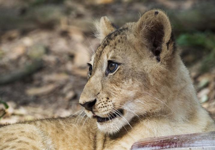 Cute and clumsy, Zoosiana's lion cubs will only be safe for cuddles for ...