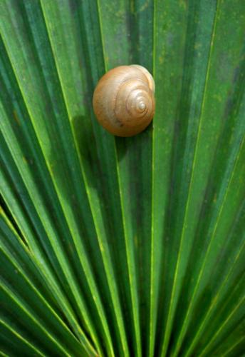 Snails and slugs are common, and icky, pests | Entertainment/Life ...