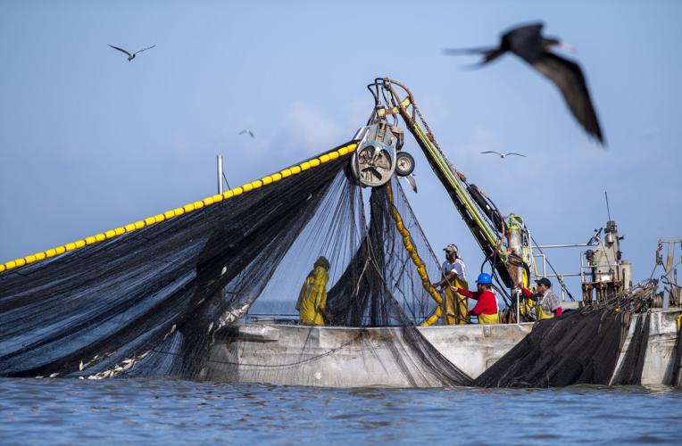 Pogy boats face backlash as reports show massive fish spills ...