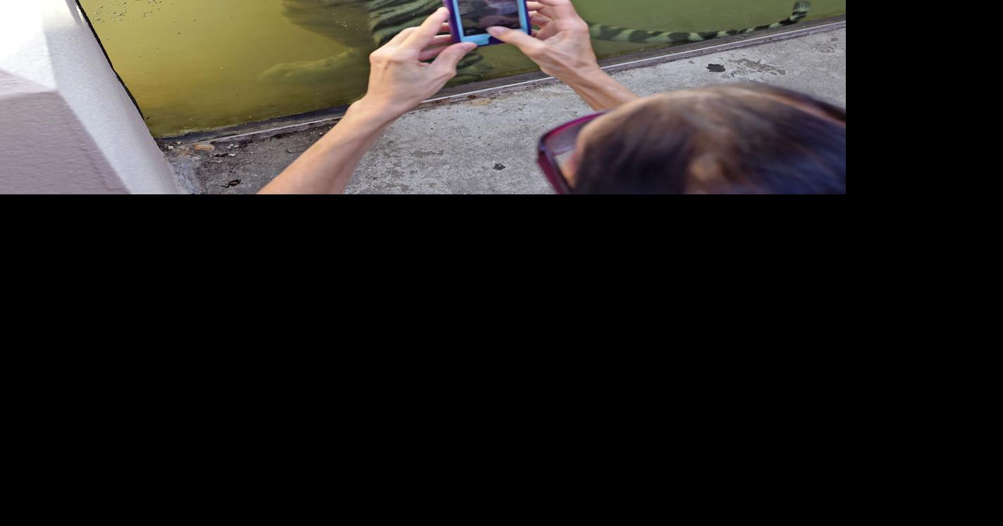 Why LSU is asking folks to be careful visiting Mike the Tiger after ...