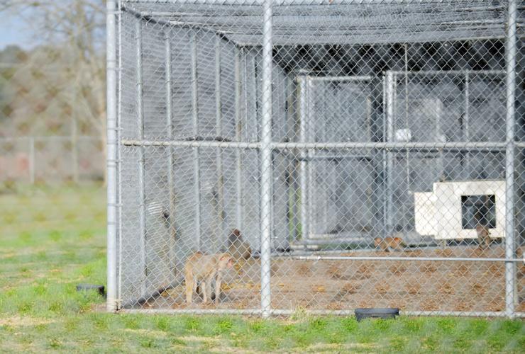 University of Louisiana at Lafayette primate center welcomes drug ...
