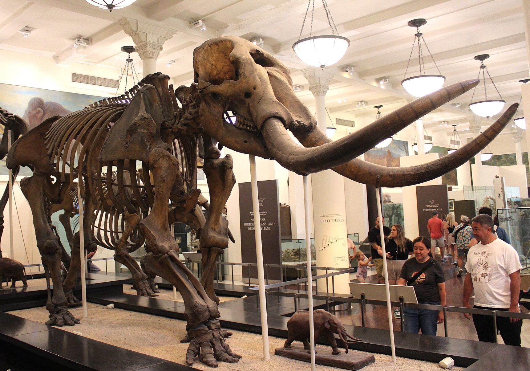 An Ice Age mastodon is discovered in West Feliciana Parish ...