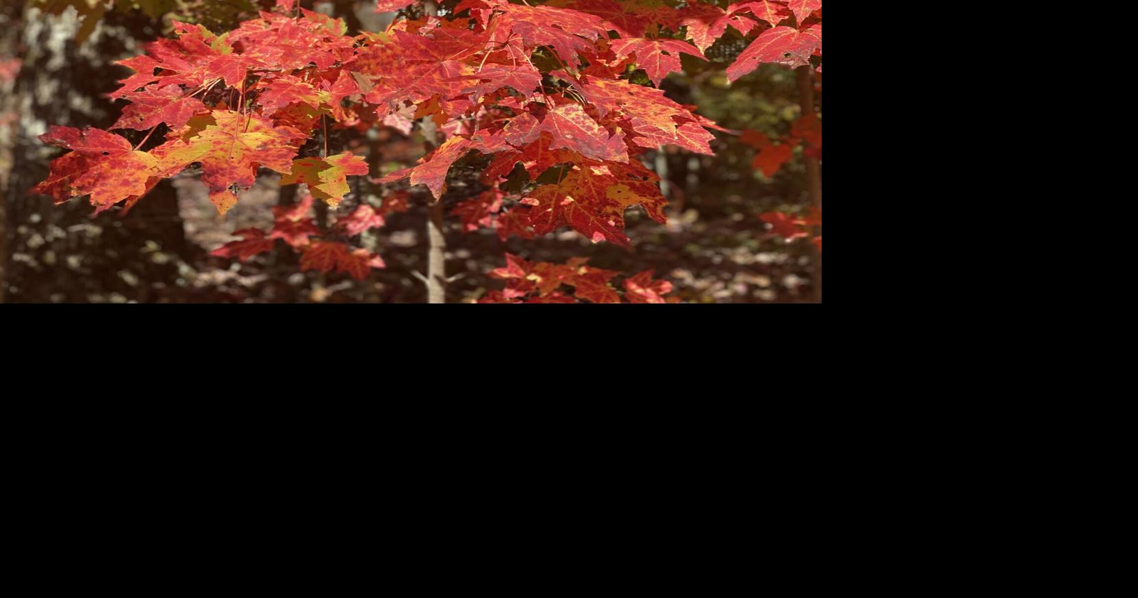 LSU Garden News: Why are your trees and shrubs changing color? It's ...