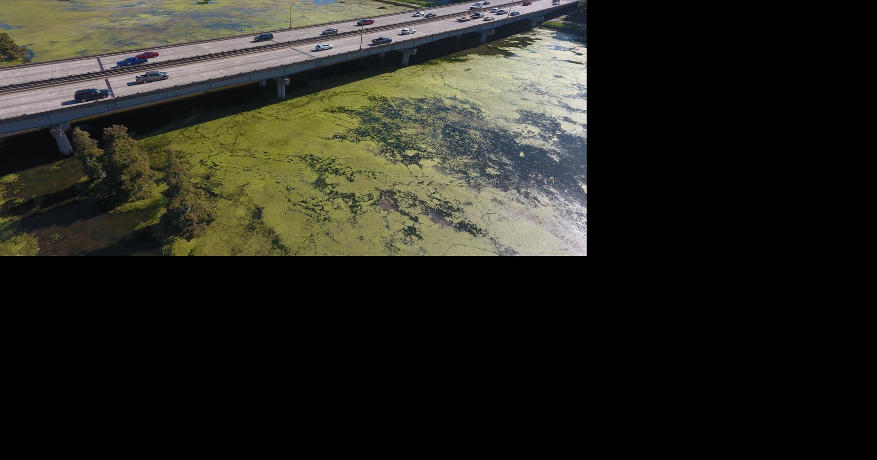 Why all the algae in City Park Lake in Baton Rouge? 'There isn't a ...