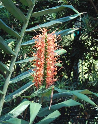 Dramatic ginger blooms spice up landscapes | Home Garden | theadvocate.com