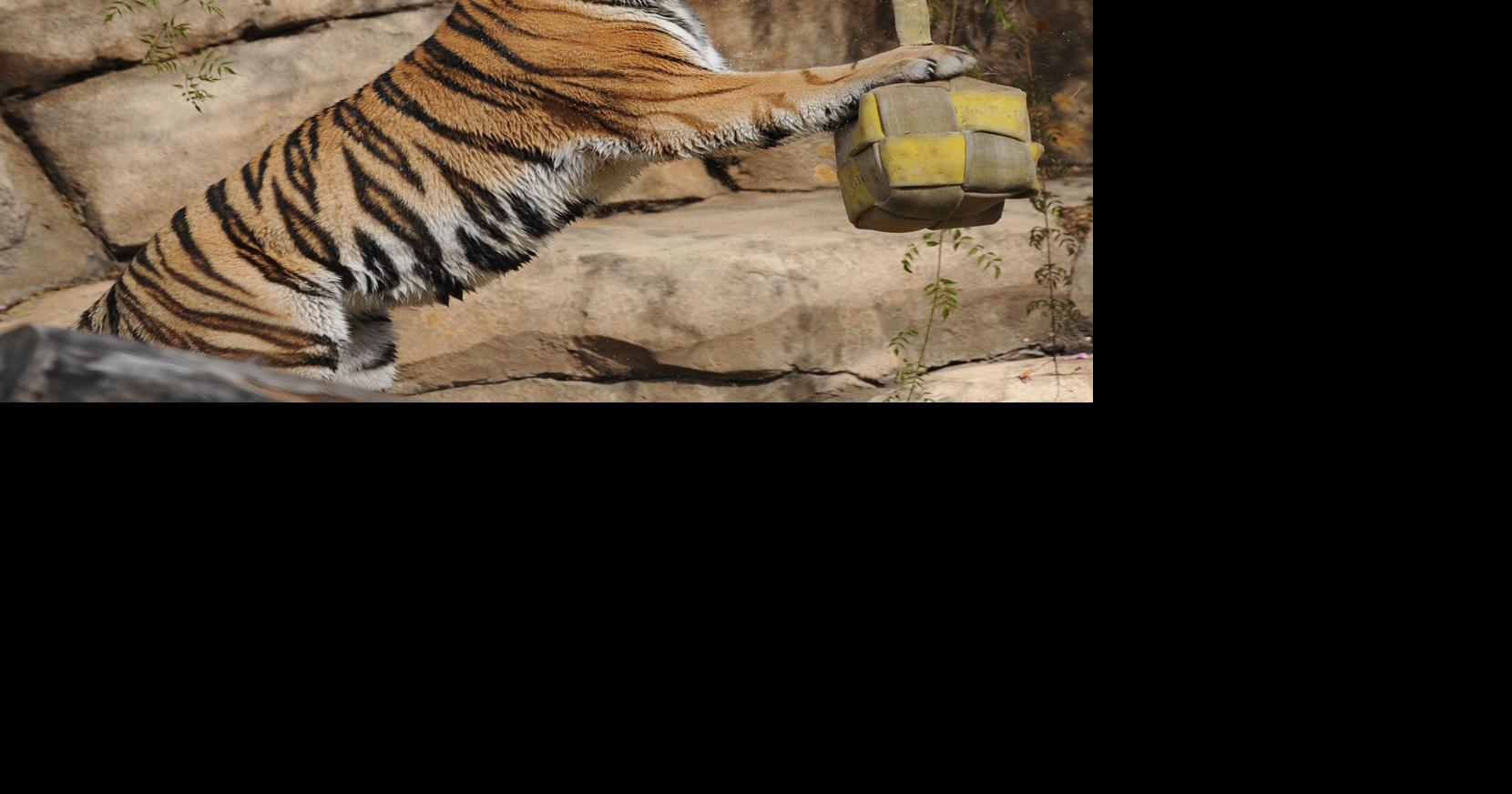 Our favorite Mike the Tiger photos, from scaring opponents in Tiger ...