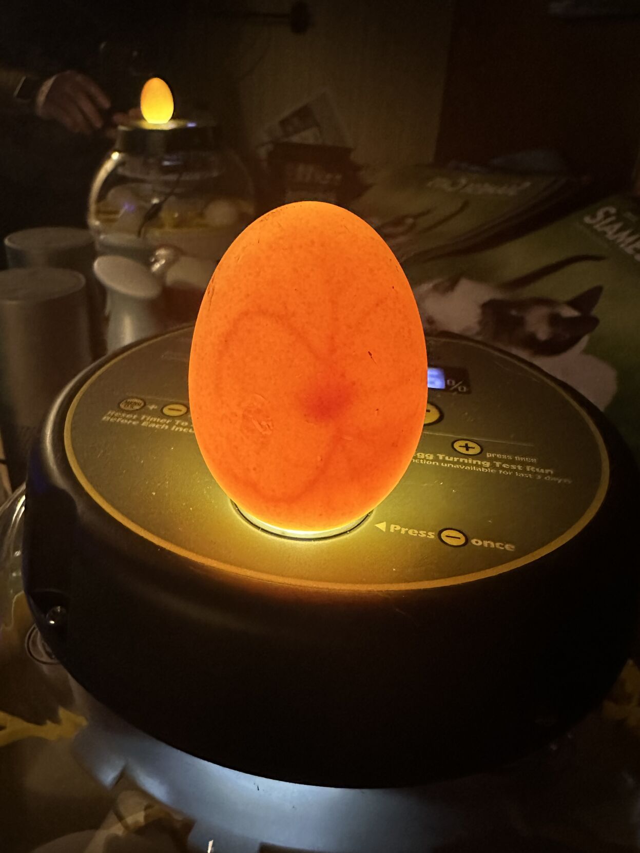 The Duckman takes care of resident ducks at LSU Lakes | Entertainment ...