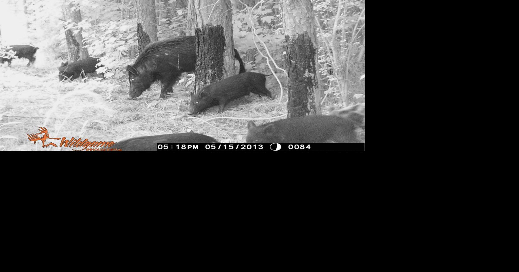 Wild hogs like a 'cockroach:' Louisiana officials hope poison can help ...