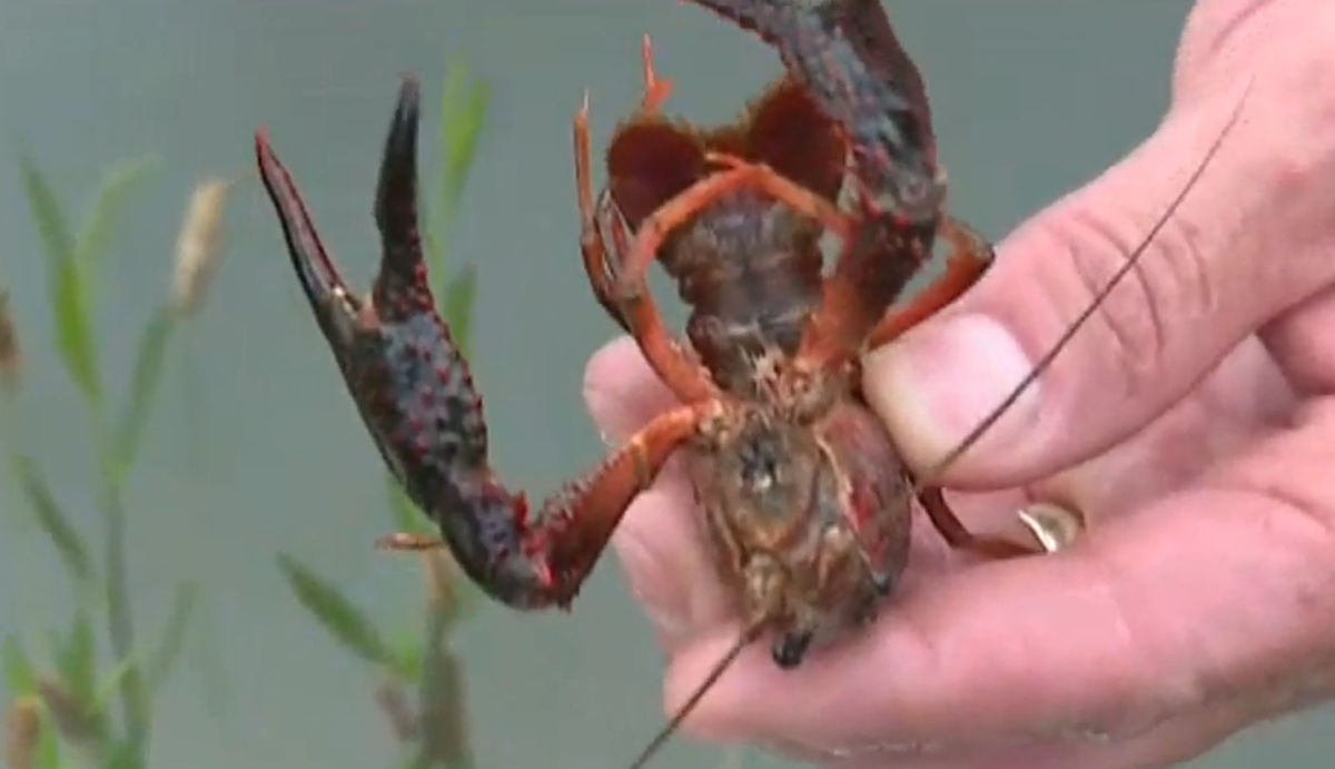 'Mini-lobsters' have Michigan on alert after invasive, Louisiana ...