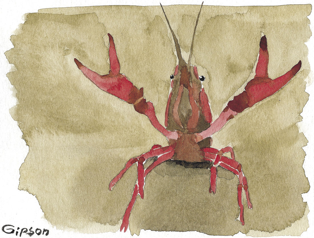 Human Condition: The culture shock of crawfish | Entertainment/Life ...