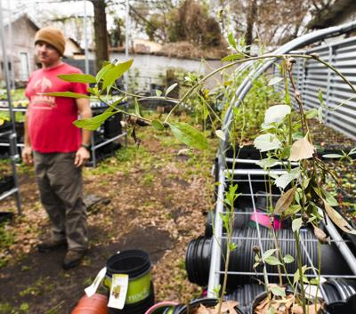 Is manglier tea really a cure-all? Curious Louisiana digs into age-old ...