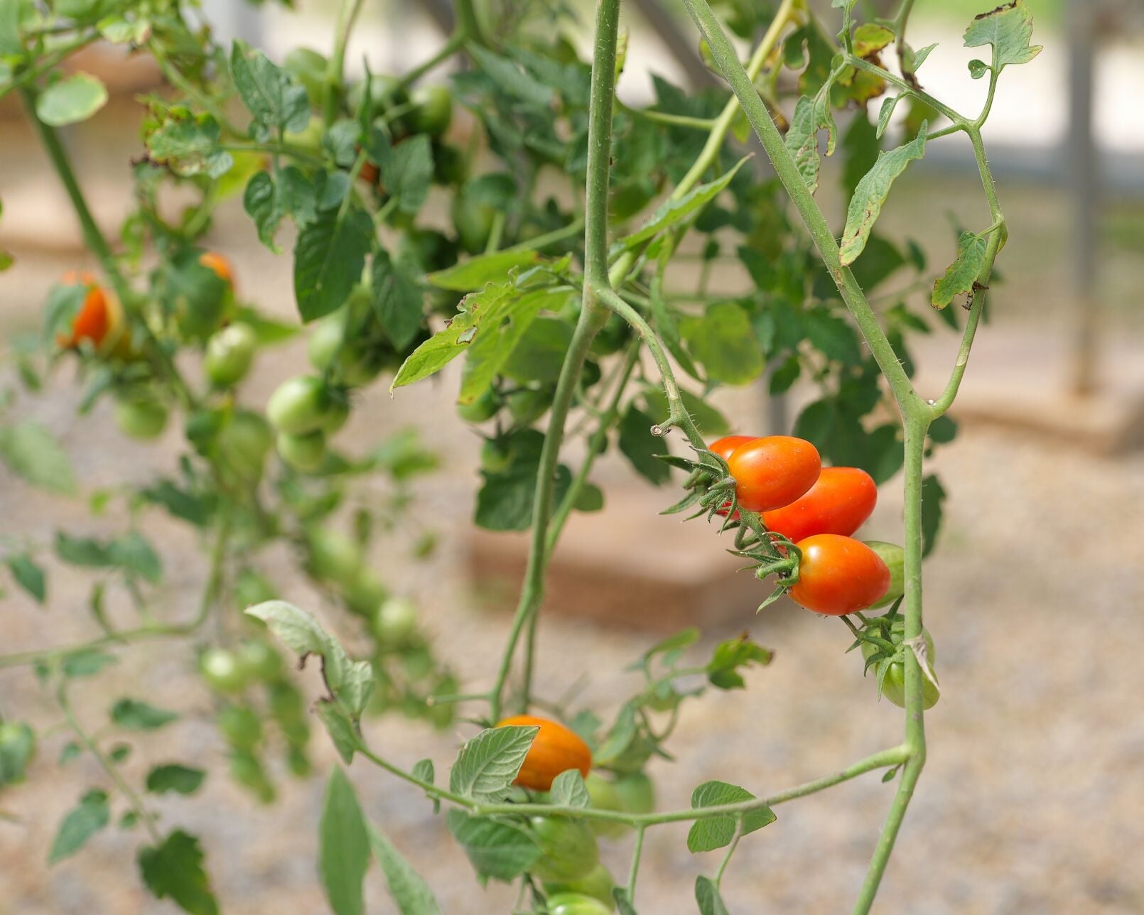 You don’t need a lot of space to enjoy homegrown tomatoes | Home/Garden ...