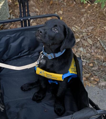 Students raise future service dogs through STEP at LSU | News ...