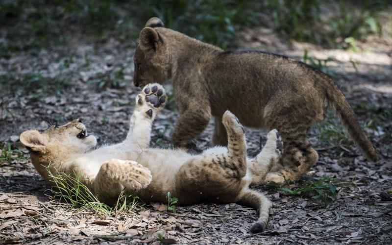 Cute and clumsy, Zoosiana's lion cubs will only be safe for cuddles for ...