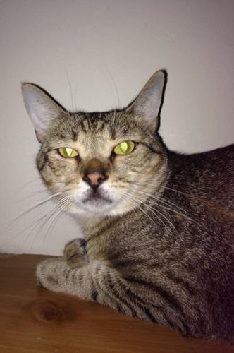 Pets available through CAAWS on Sept. 27, 2018 | Mid City | theadvocate.com