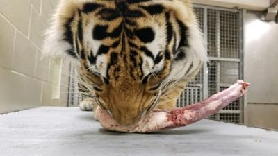 lsu anonymous report