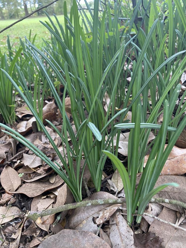 Hurricane lilies are Southern heirlooms, poisonous, too | Home/Garden ...