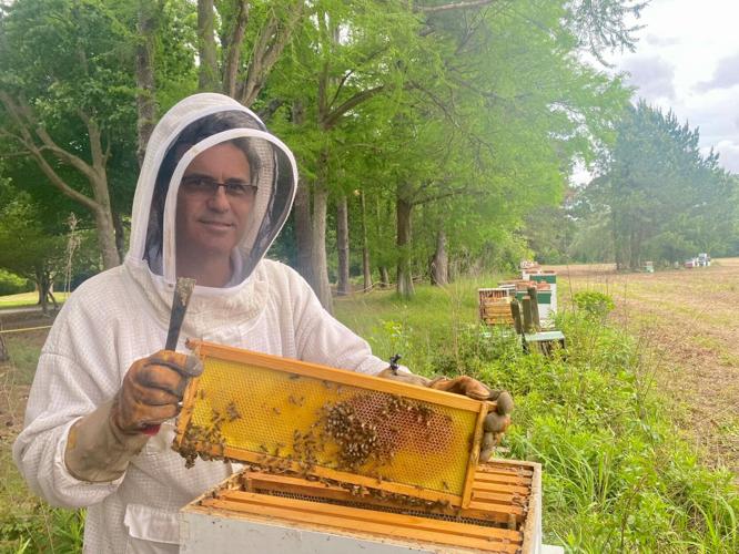 In Baton Rouge, scientists cross pollinate at Honey Bee Lab ...