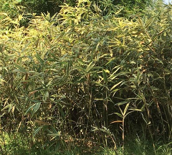 Digging In: Fast-growing bamboo has fans worldwide | Home Garden ...