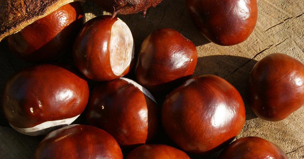 LSU Garden News: Red buckeyes give your landscape real eye appeal ...