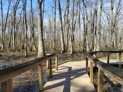 Bluebonnet Swamp: a perfect short hike | Entertainment/Life ...