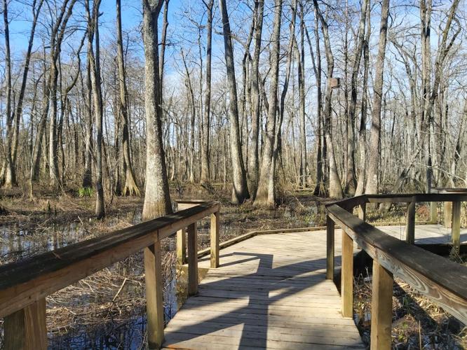 Bluebonnet Swamp: a perfect short hike | Entertainment/Life ...