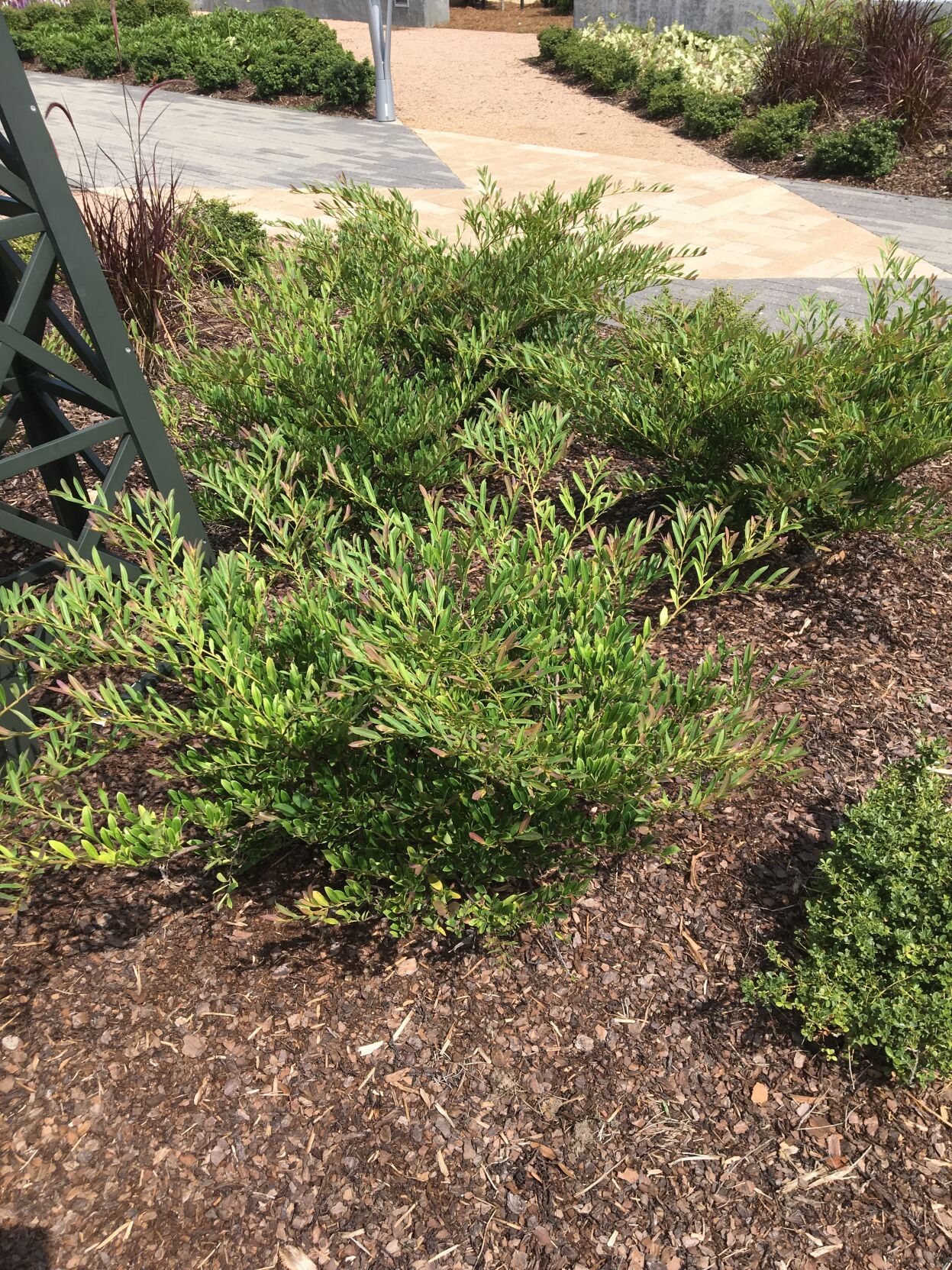 Cinnamon Girl distylium selected as Louisiana Super Plant ...