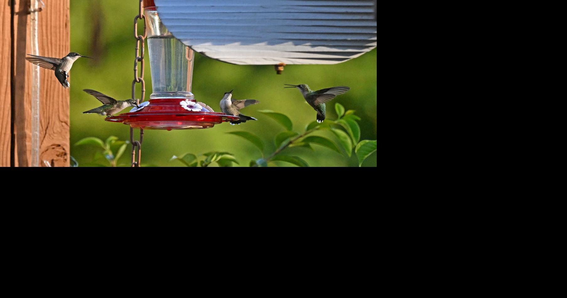 Photos, videos: Hummingbirds take over Kenilworth oasis during ...