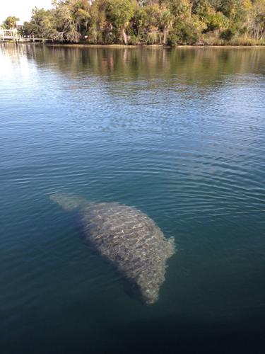 Manatee warning signs popping up across south Louisiana | Louisiana ...