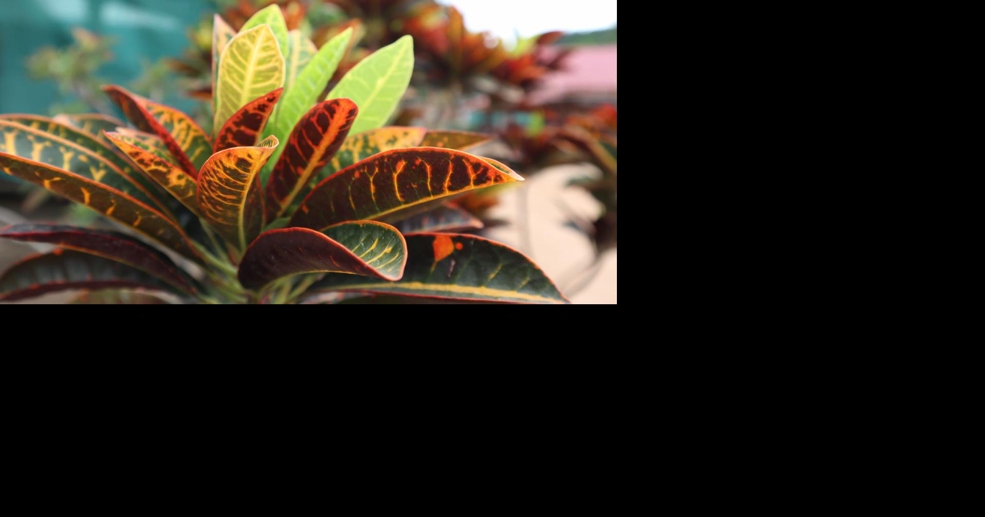 Everything You Should Plant This Fall: Color and Blooming Edition ...