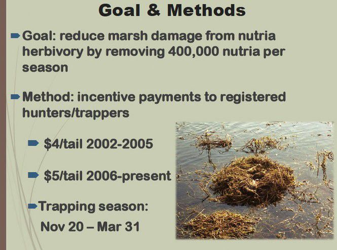 $5 nutria bounty = less wetland damage | Louisiana Outdoors ...