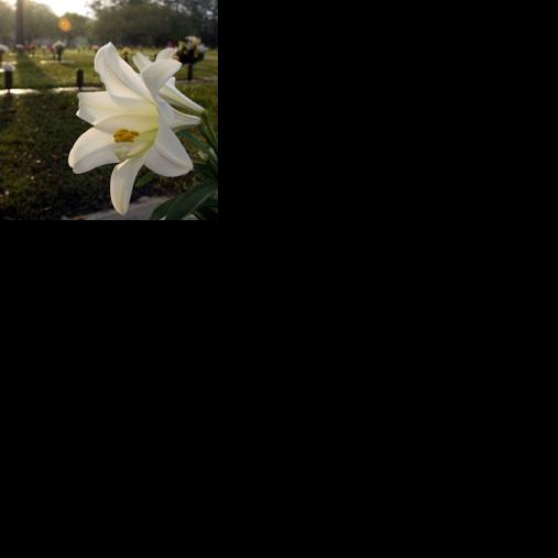 Don't trash Easter lilies after the holiday; plant them | Entertainment ...