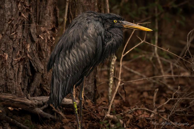 Faimon Roberts: The mystery around Slidell’s big black bird | Opinion ...