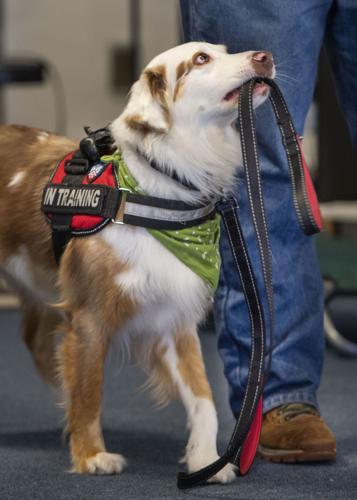 In Angola, inmates train dogs to help vets with PTSD: 'A builder ...