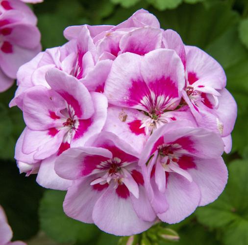 Stage set for nature to shower color, life to Rosedown | St ...