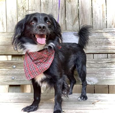 Foster homes and volunteers help Friends of the Animals Baton Rouge ...