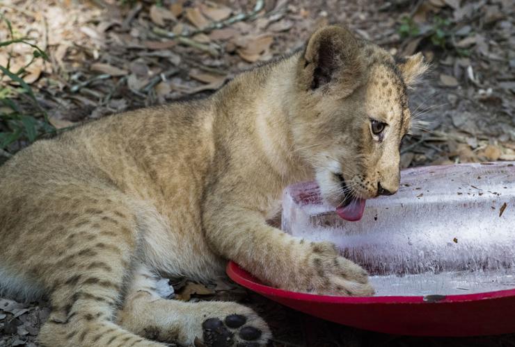 Cute and clumsy, Zoosiana's lion cubs will only be safe for cuddles for ...
