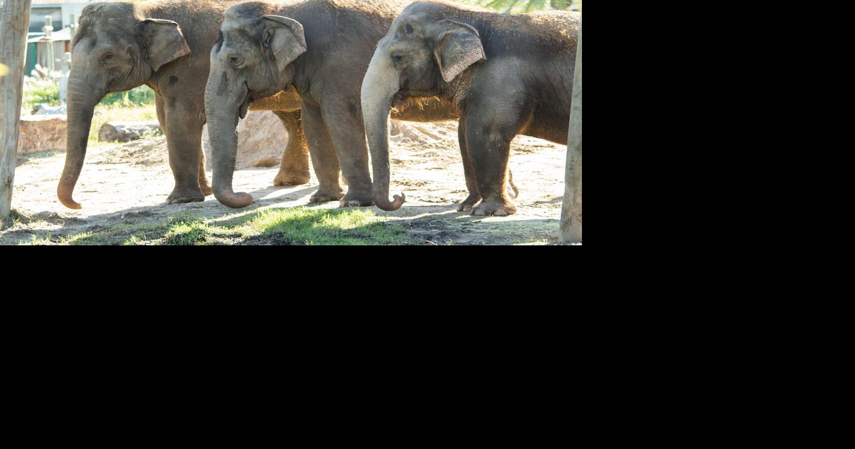 Letters: Image in elephant cartoon was "disgusting" | Letters ...