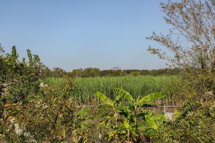 Louisiana wants to protect sugar tradition in the Farm Bill | State ...