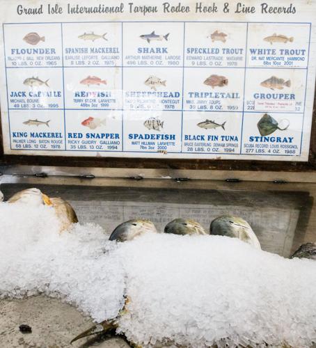 Photos: 2017 Grand Isle Tarpon Rodeo attracts big smiles and big fish ...