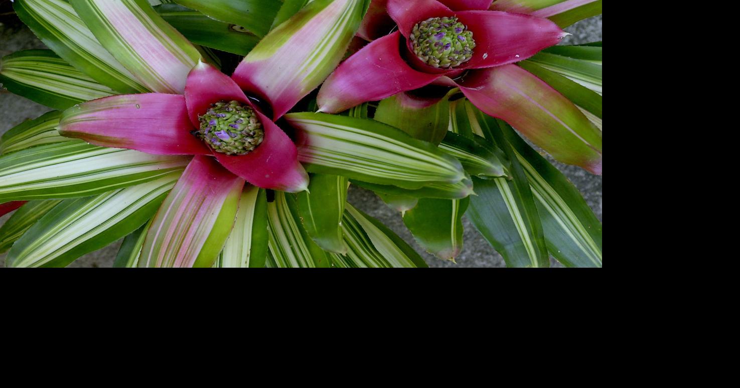 Bromeliads, cactus and more for sale on June 27 | Home/Garden ...