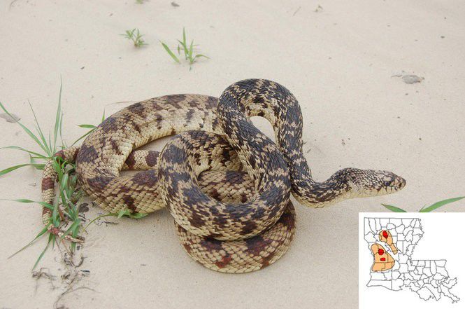Snakes of Louisiana: 46 of the state's slithery species | Louisiana ...