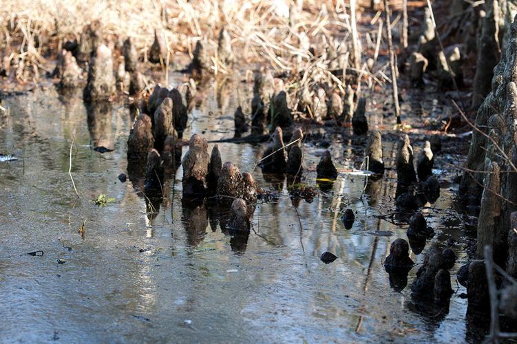 LSU lakes restoration master planner pool narrowed to four teams ...