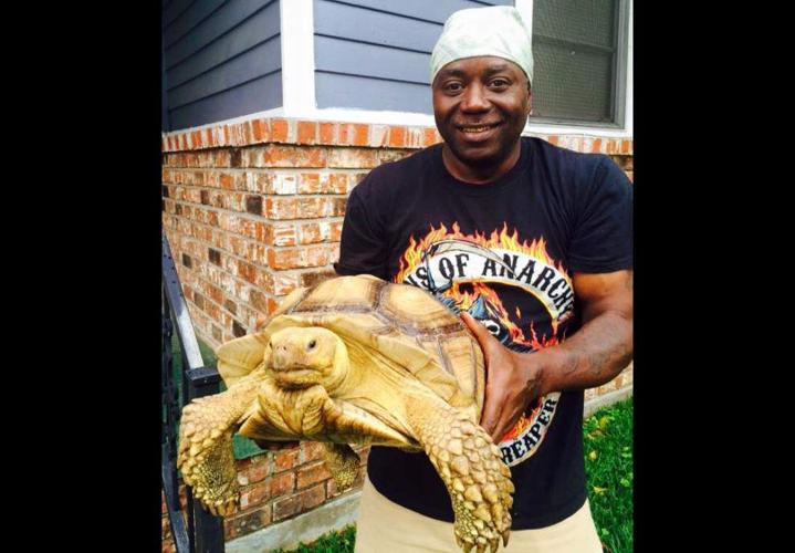 Found! Neighbor kept Terry the tortoise safe, unaware of the search on ...